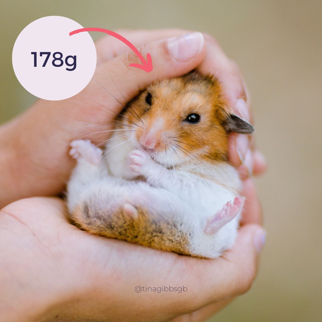 Induction for a big baby and what has a hamster got to do with birth ...